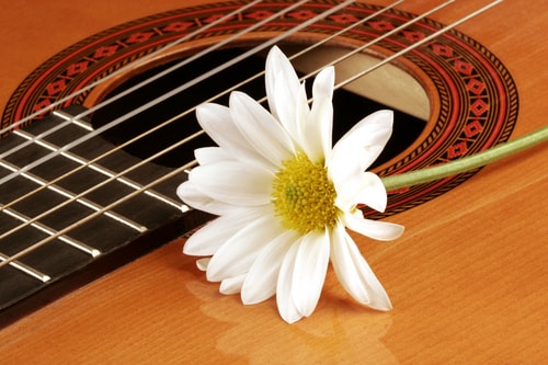Our 5 Favourite Songs About Flowers - Bloom Magic IE